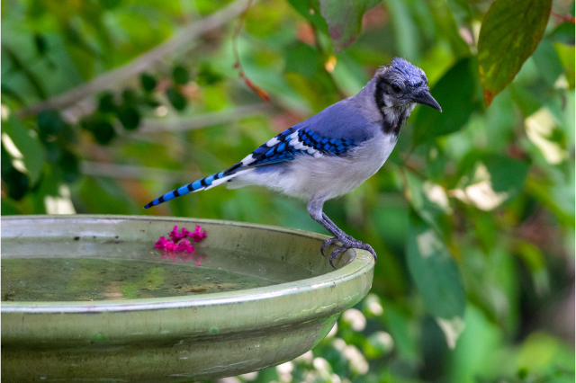 Home - Bird Bath Expert