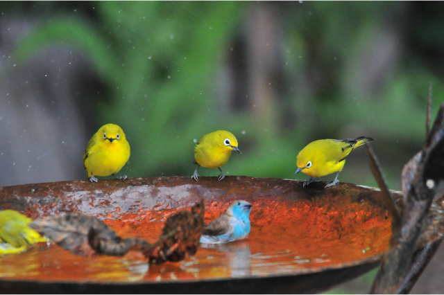 Home - Bird Bath Expert